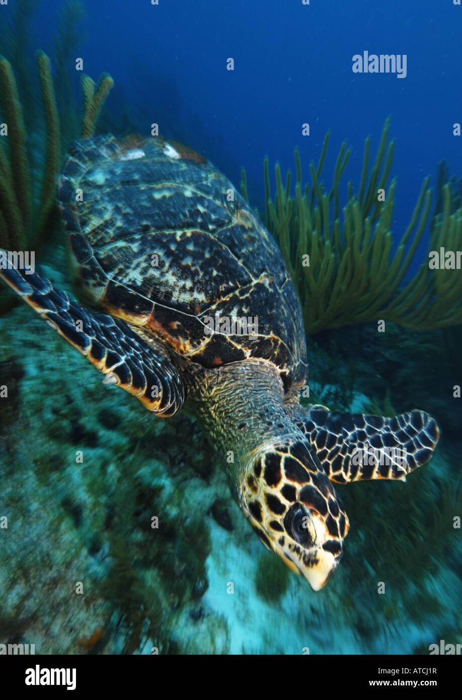 Sea turtle, underwater, ocean, sea, scuba, diving, marine life, blue ...