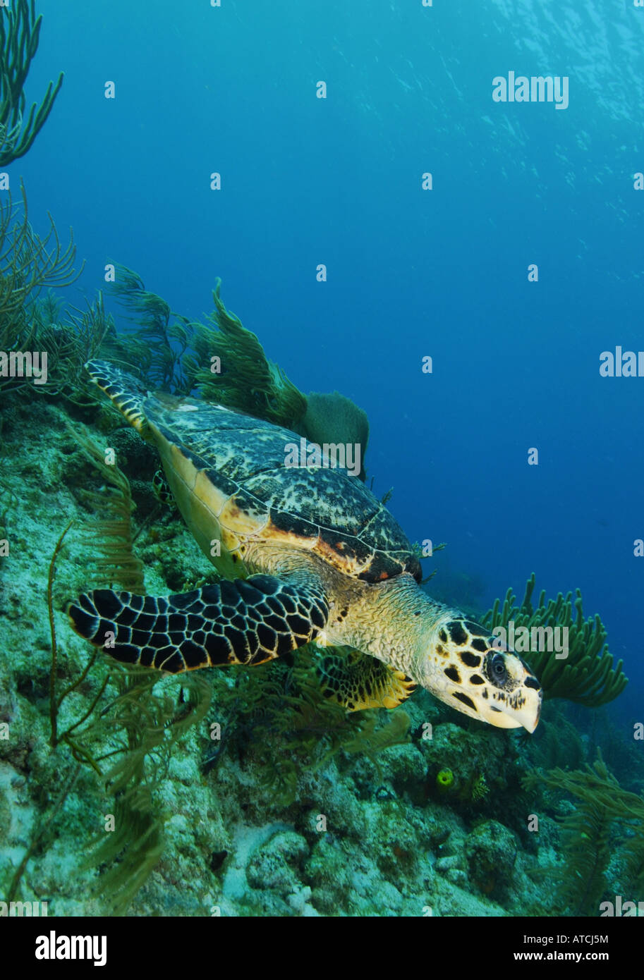 Sea turtle, underwater, ocean, sea, scuba, diving, marine life, blue ...