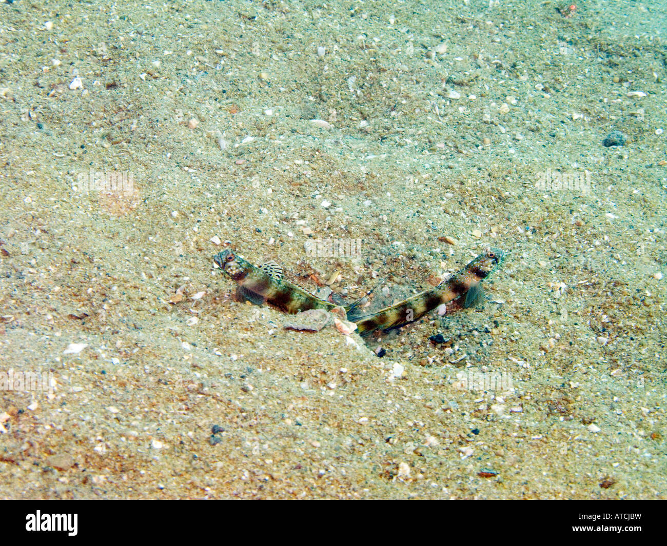 Prawn Gobies High Resolution Stock Photography and Images - Alamy