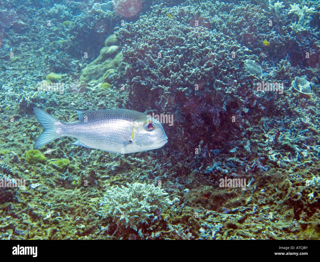 Bigeye emperor, Monotaxis grandoculis February 7 2008 Stock Photo - Alamy