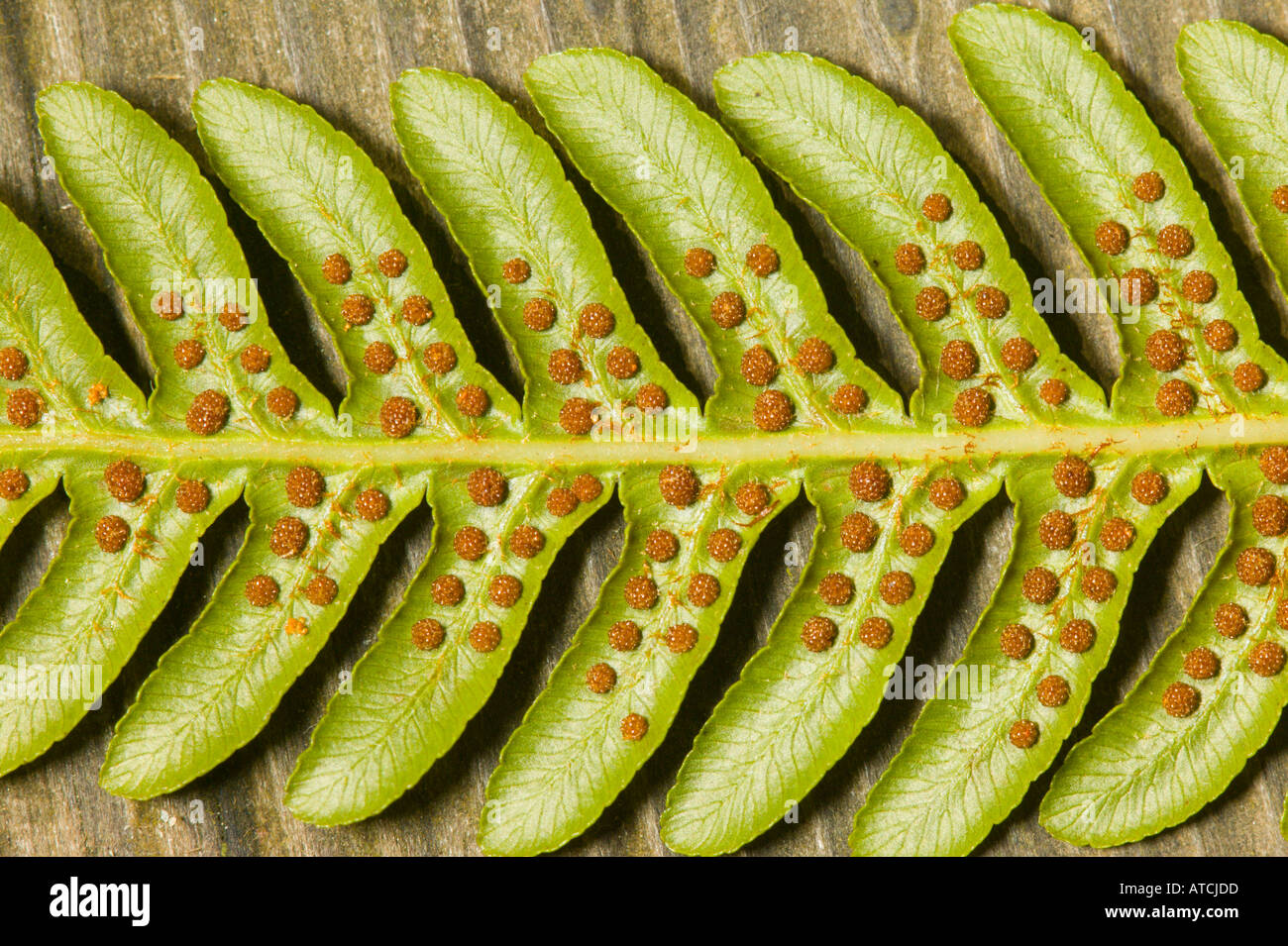 EH21 The art of Eric Hiss Stock Photo - Alamy