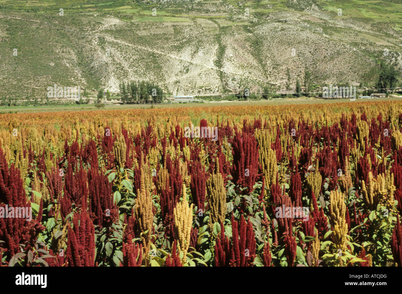 Quinua plants field in the sacred valley of the Incas, Peru Stock Photo ...
