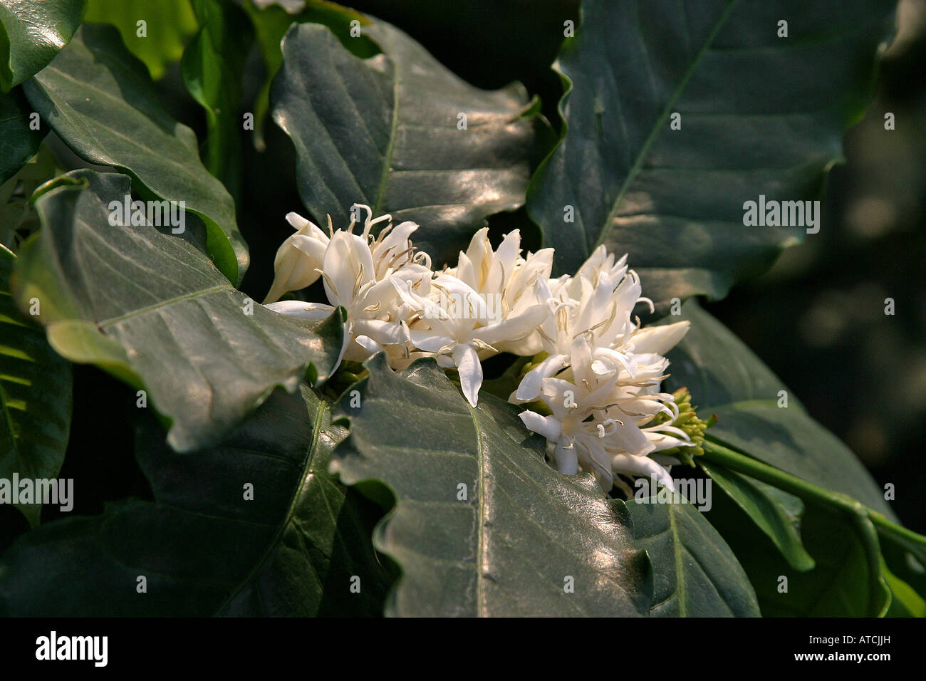 White Coffee flower plant with green leaves. Botanical Coffea canephora ...