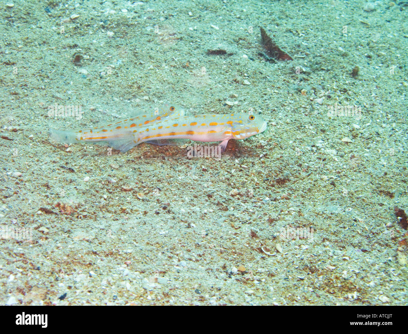 Two gobies feeding on silty bottom February 7 2008. Boonsung wreck ...