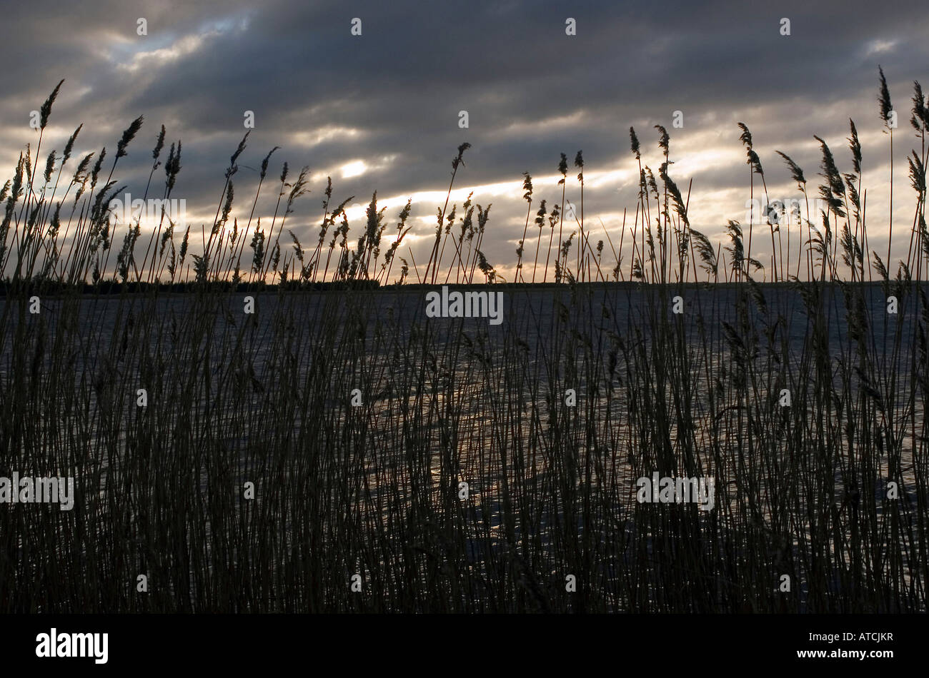 Reeds on the coast of the North Sea, Denmark Stock Photo - Alamy