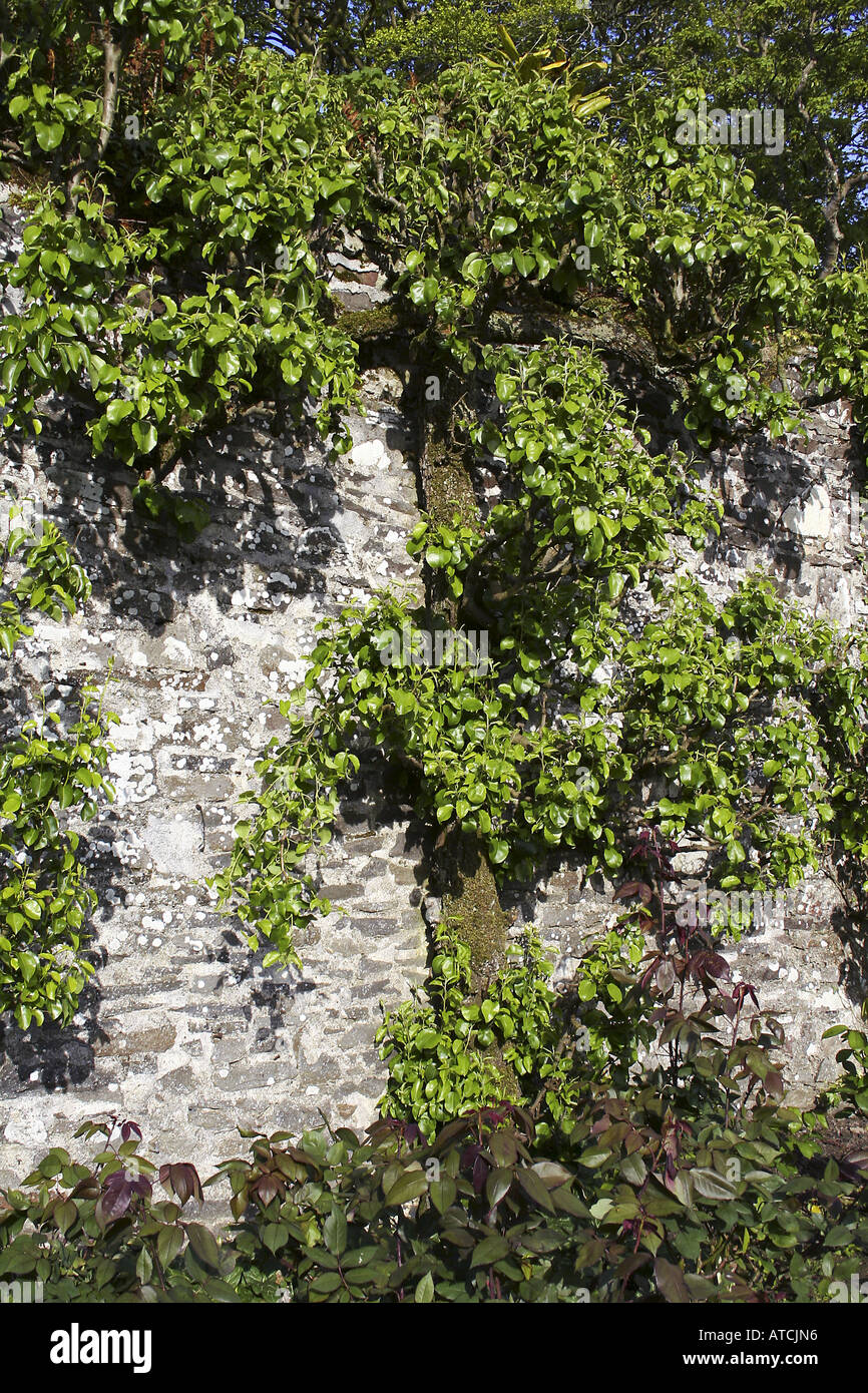 Old Ficus High Resolution Stock Photography and Images - Alamy