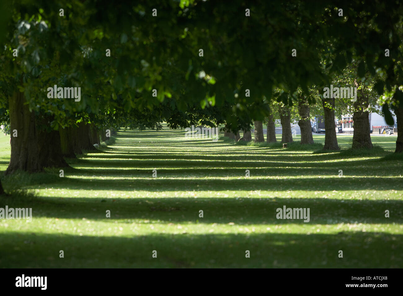 In windsor great park hi-res stock photography and images - Alamy