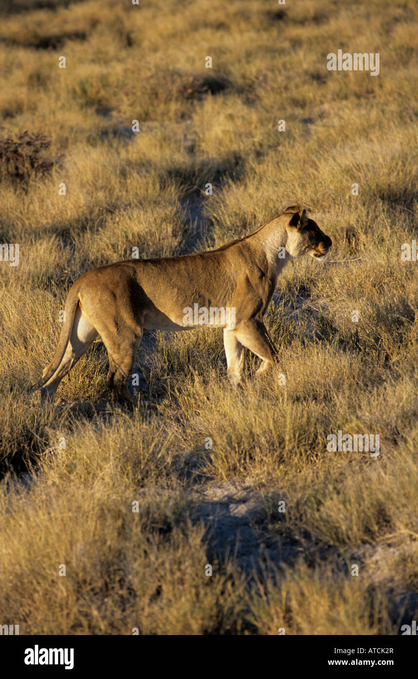 Rare Spotless Cheetah
