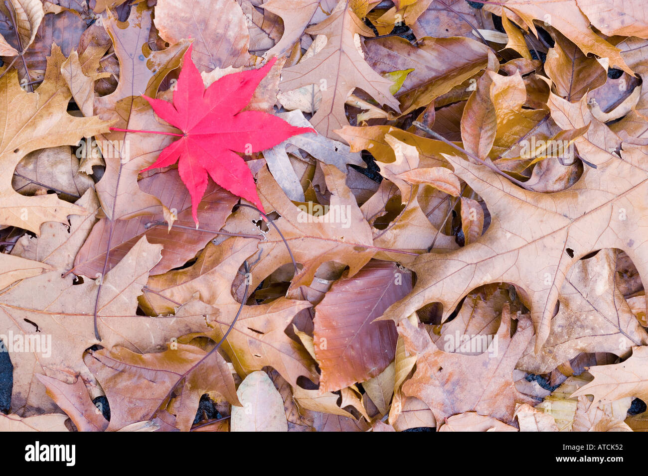 Colorless leaves hi-res stock photography and images - Alamy