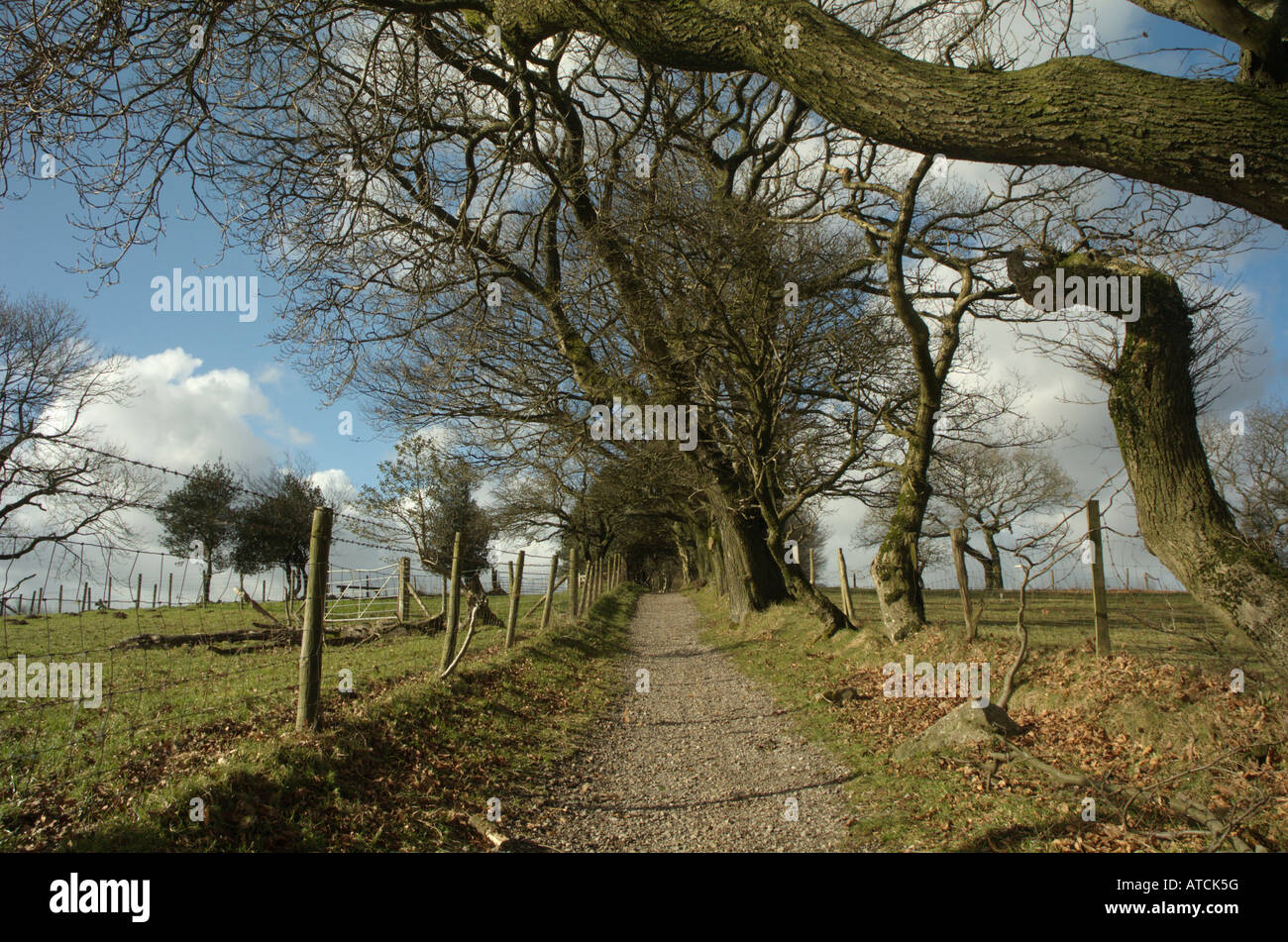 Cardiff Ridgeway Path lined by bare Autumn trees Stock Photo - Alamy