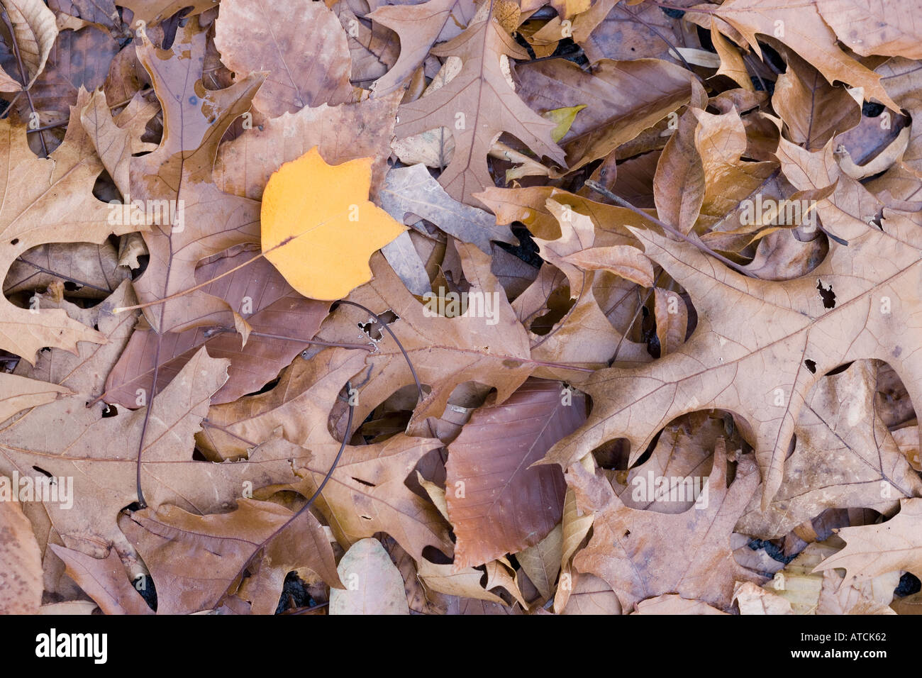 Single bright leaf contrasting dried colorless leaves Stock Photo - Alamy