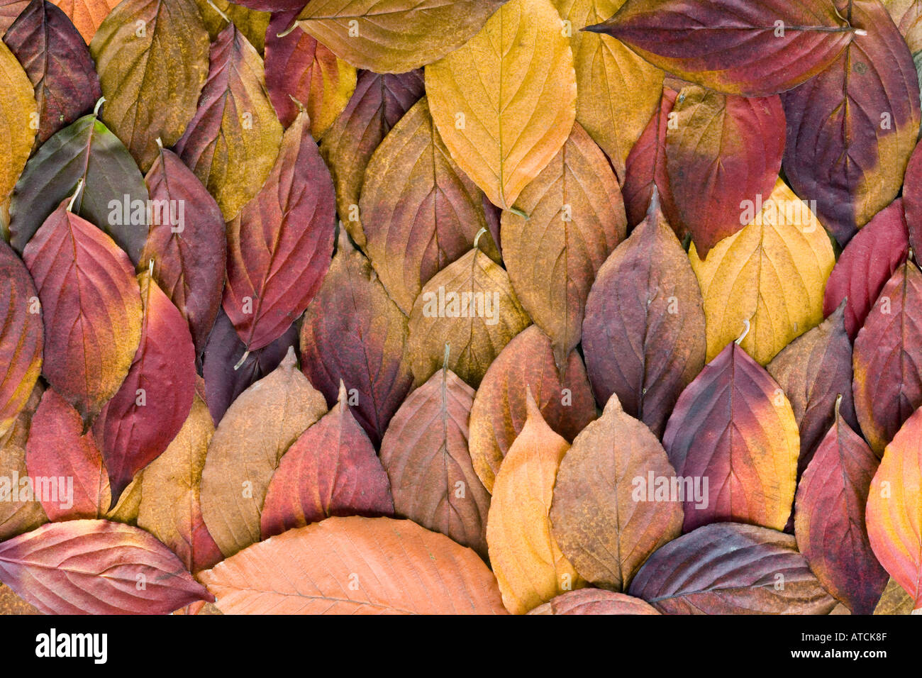 Dogwood tree hi-res stock photography and images - Alamy