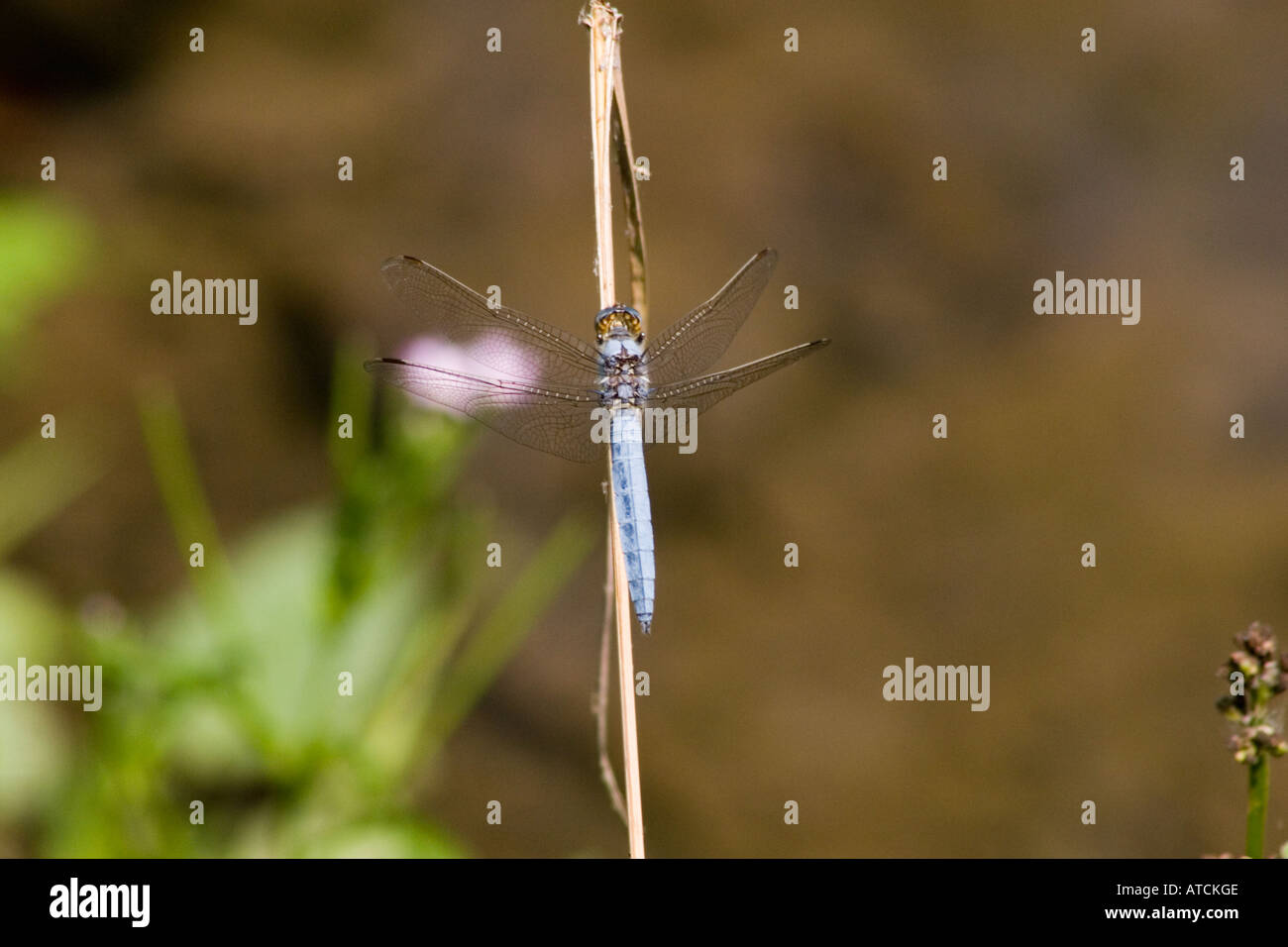 Pale blue damselfly hi-res stock photography and images - Alamy