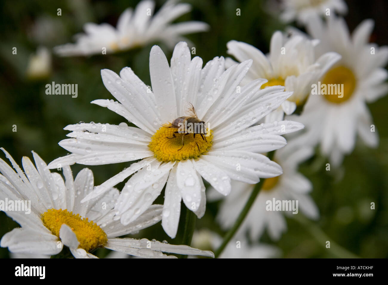 Bee Feeding on Daisy Stock Photo - Alamy