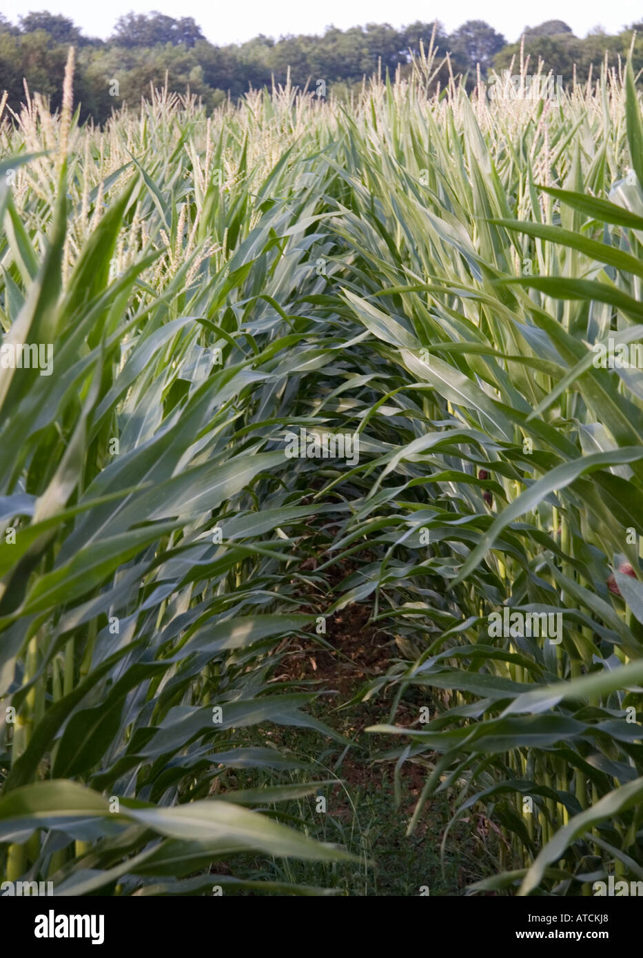 Corn Field - France Stock Photo - Alamy