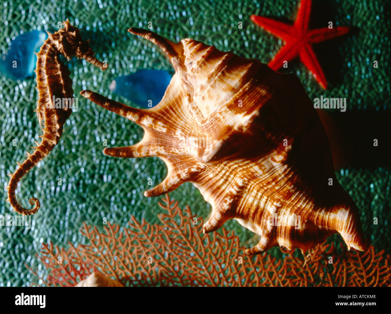 conch star fish net and marine elements Stock Photo - Alamy