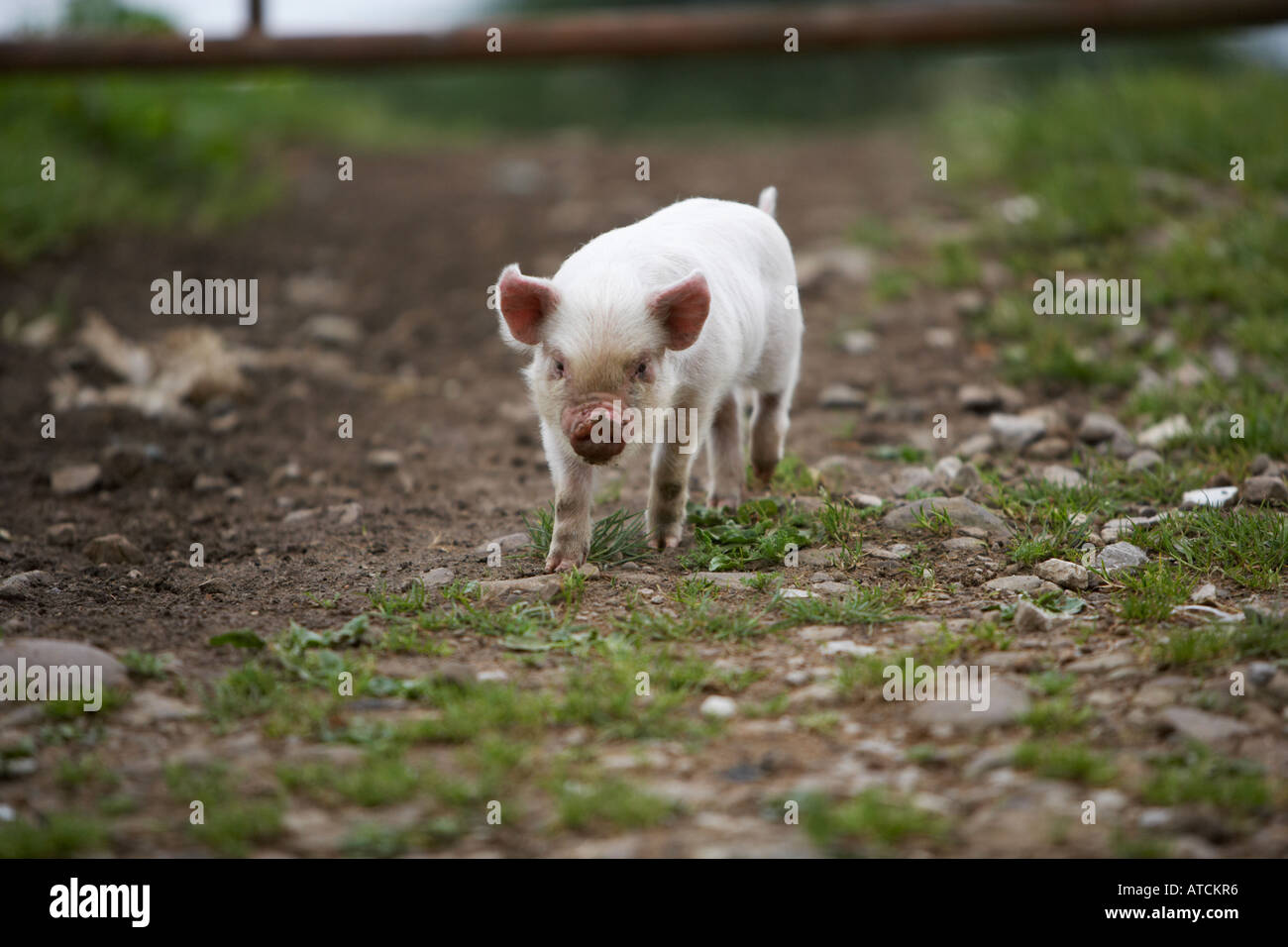 very small piglet in a farm yard Stock Photo - Alamy