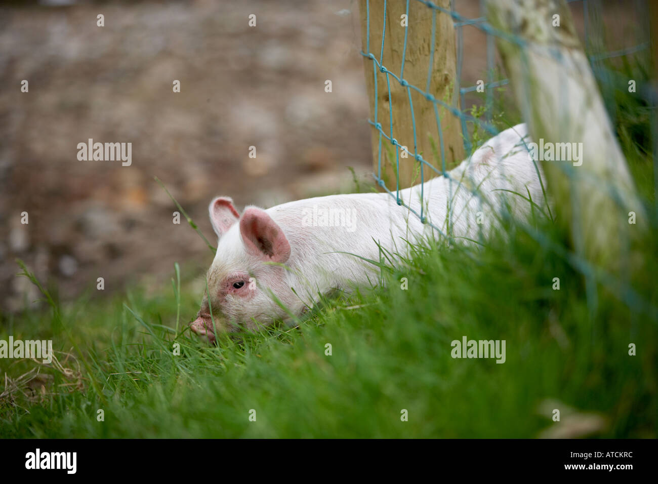 From small field under hi-res stock photography and images - Alamy