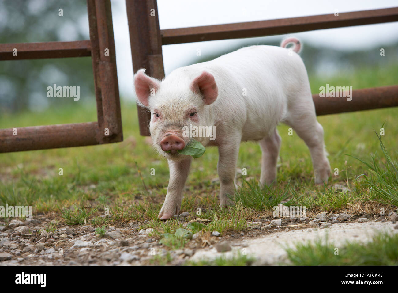 very small piglet in a farm yard Stock Photo - Alamy