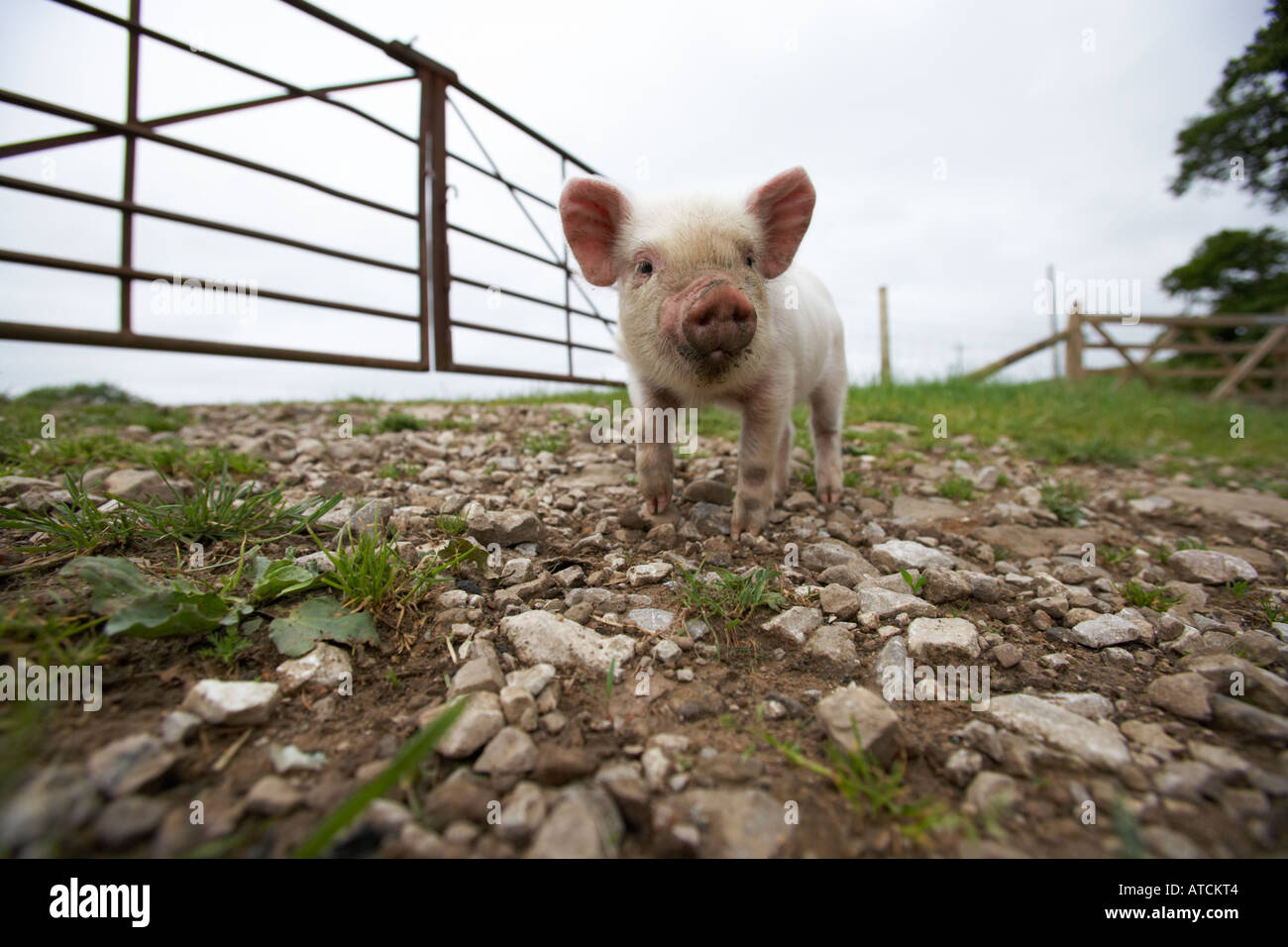 very small piglet in a farm yard Stock Photo - Alamy