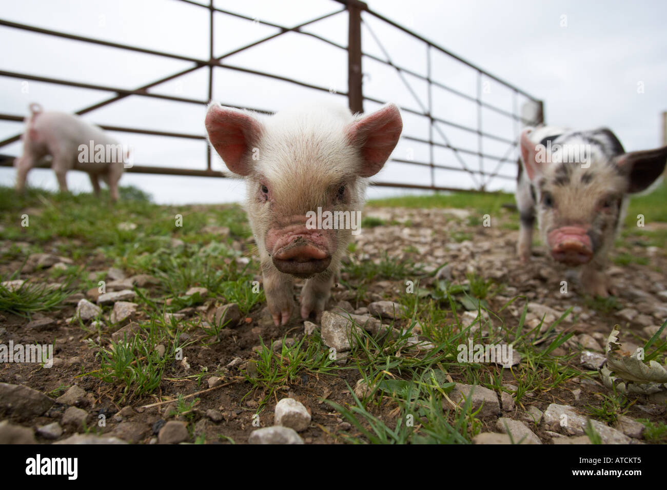 very small piglets in a farmyard3 Stock Photo - Alamy