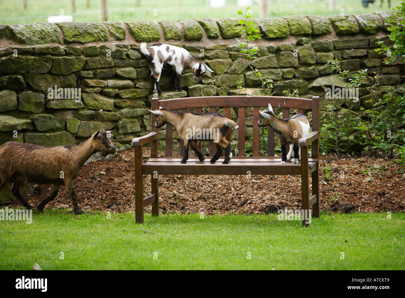 Young goats kids playing hi-res stock photography and images - Alamy