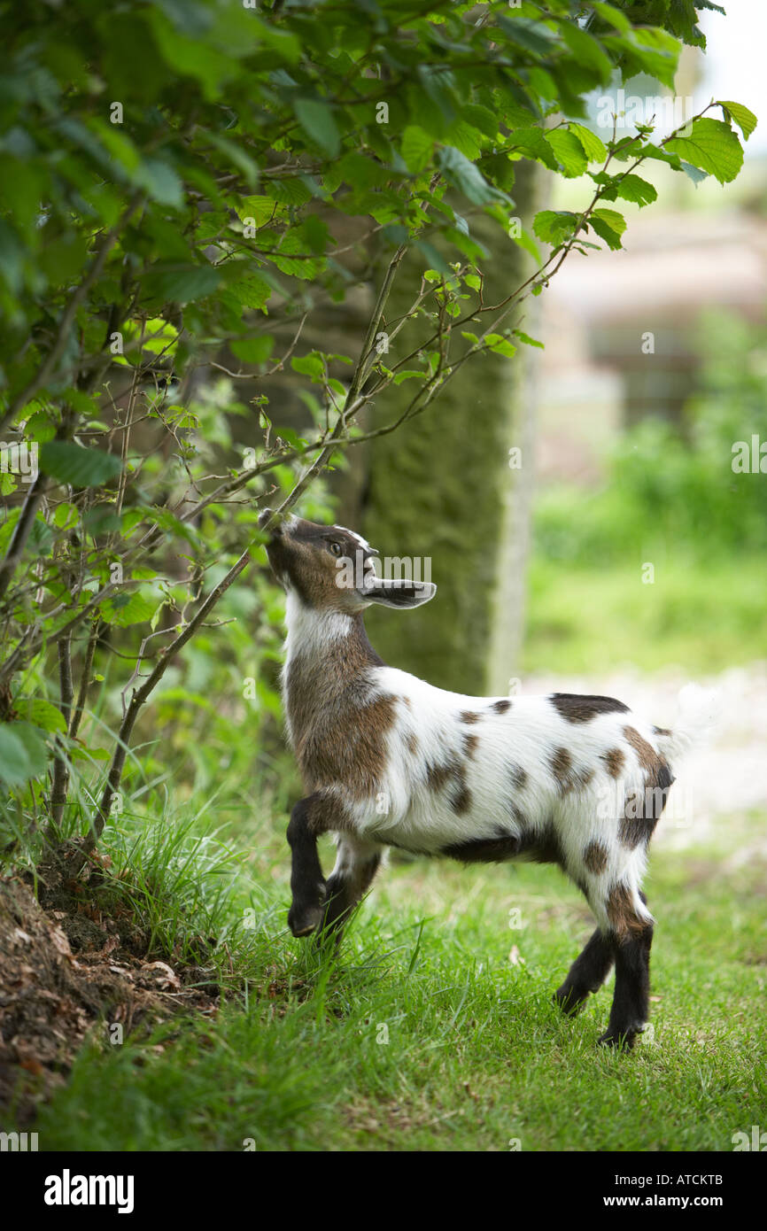 Goat in a hedge hi-res stock photography and images - Alamy