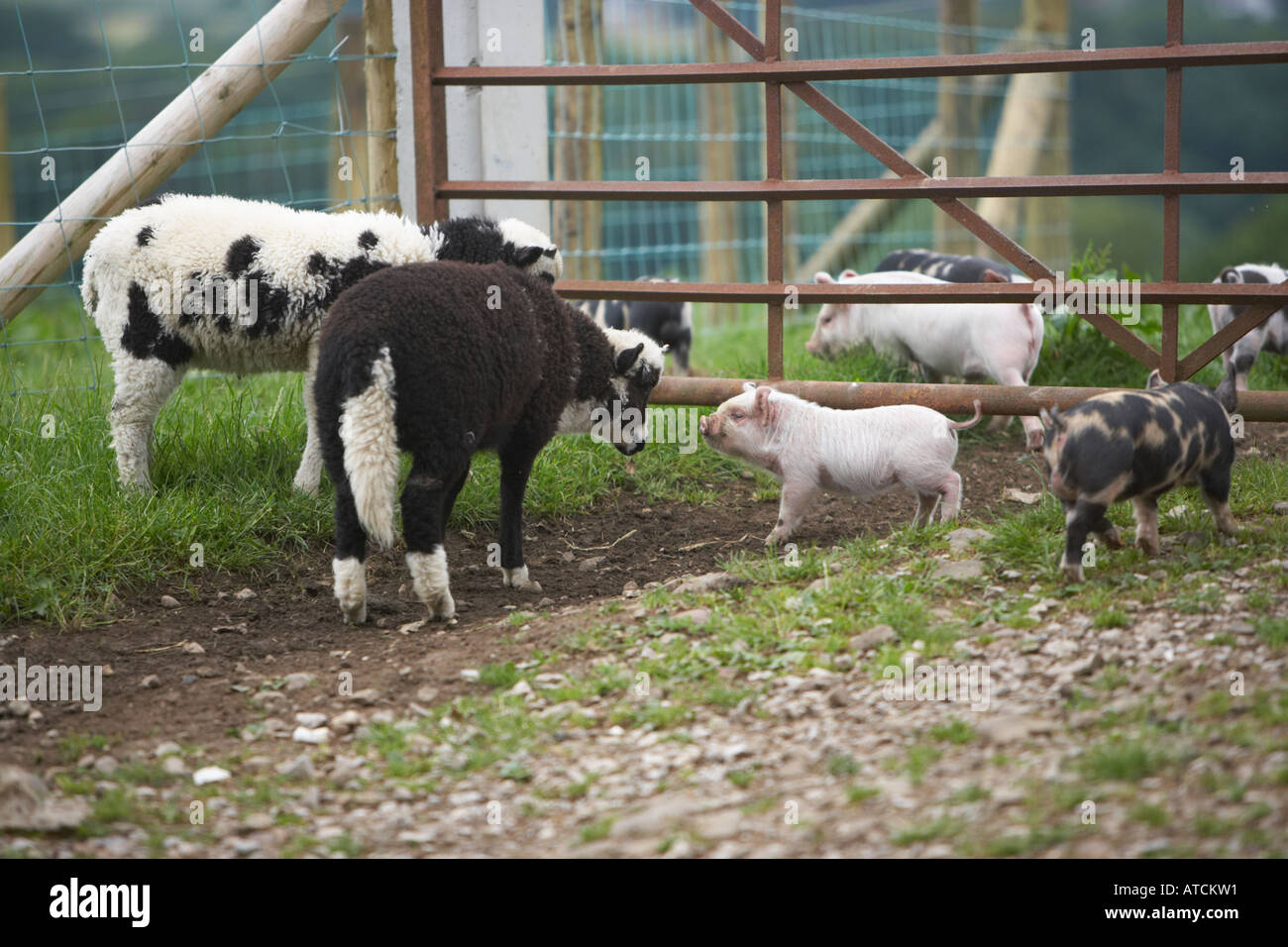 094c269 hi-res stock photography and images - Alamy