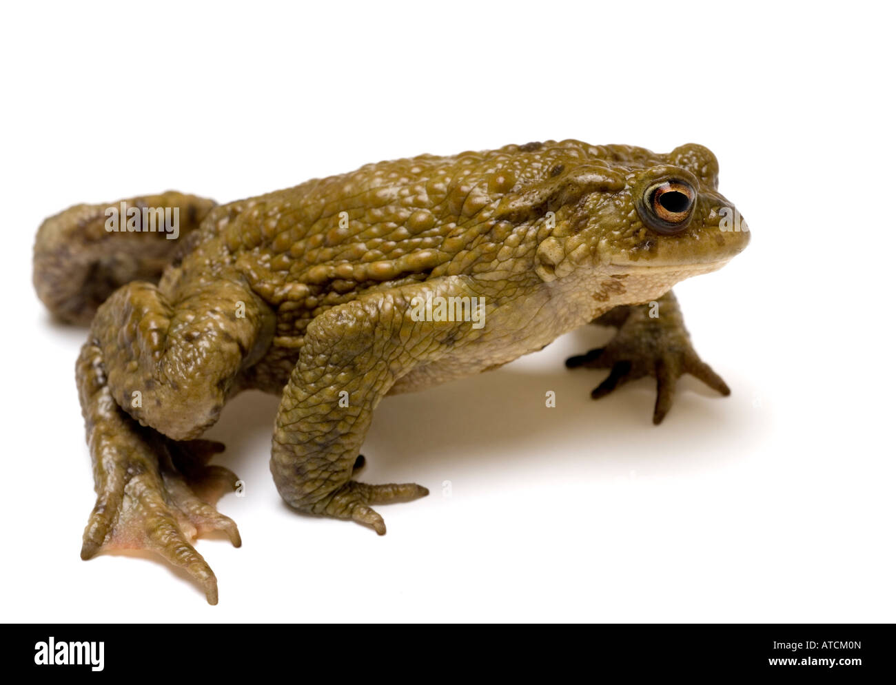COMMON TOAD Bufo bufo Stock Photo - Alamy