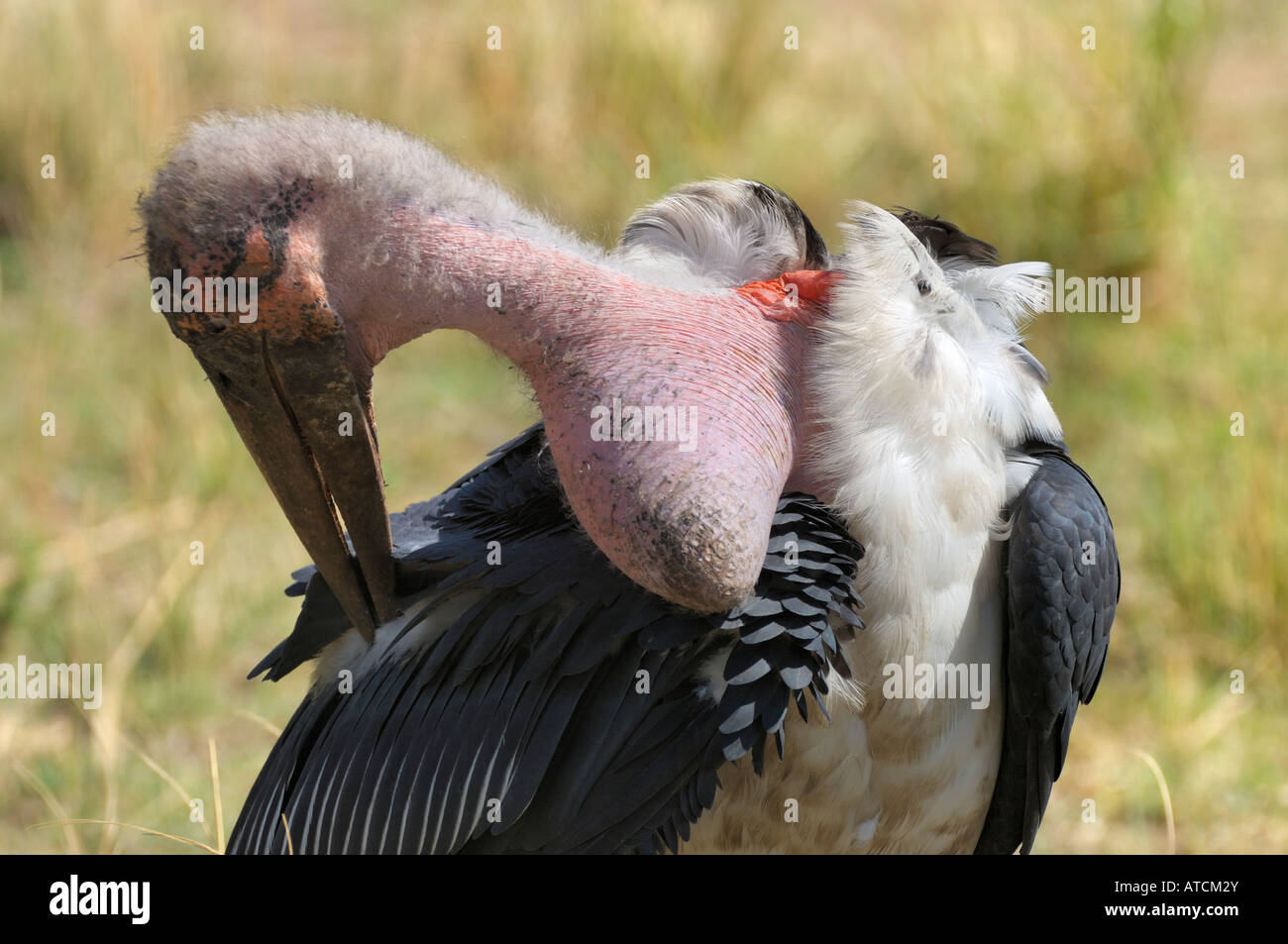 Marabou Stork,Leptoptilos crumeniferus,Masai Mara Stock Photo - Alamy