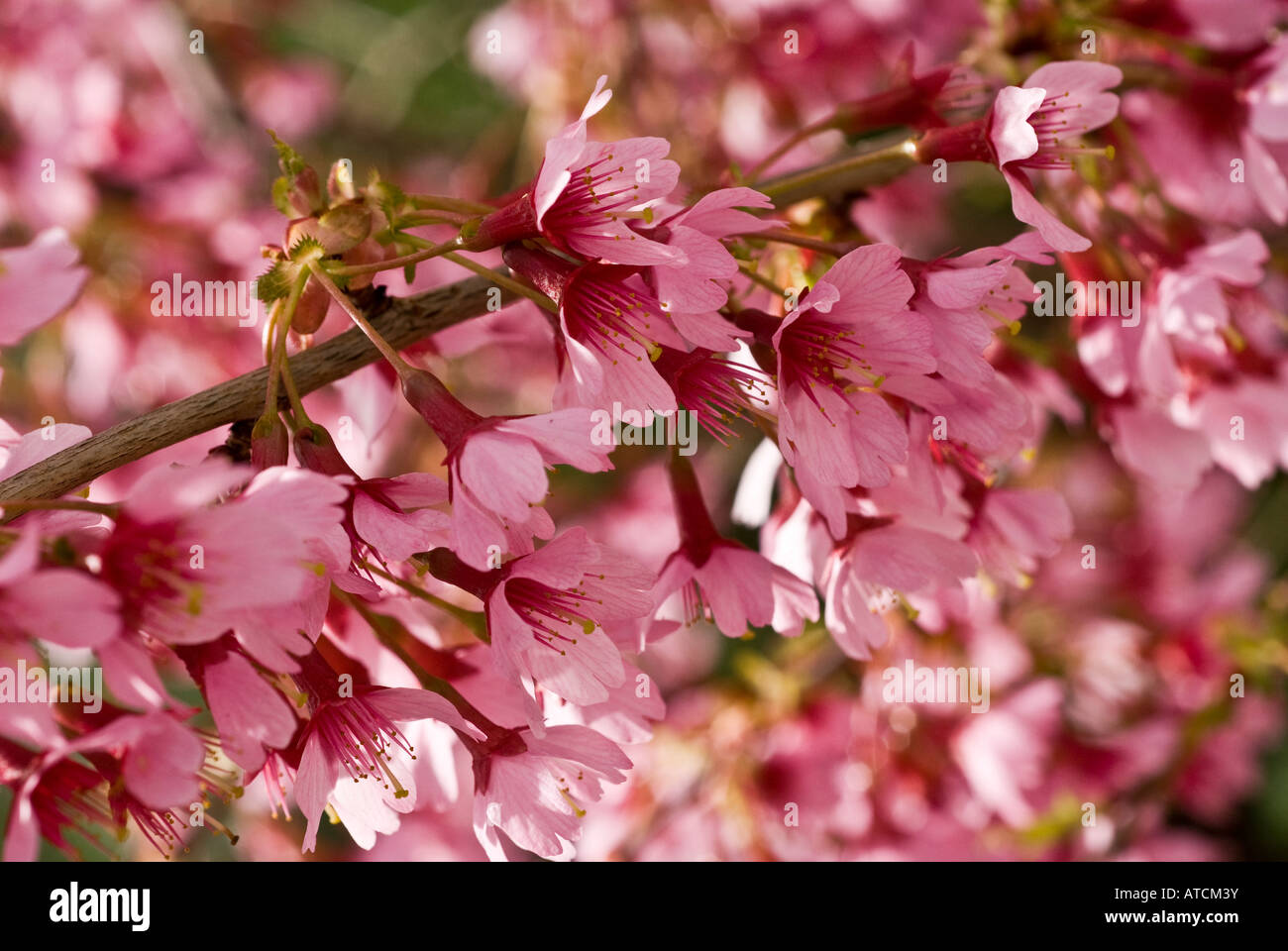 Prunus Okame Japanese Ornamental Cherry Stock Photo - Alamy