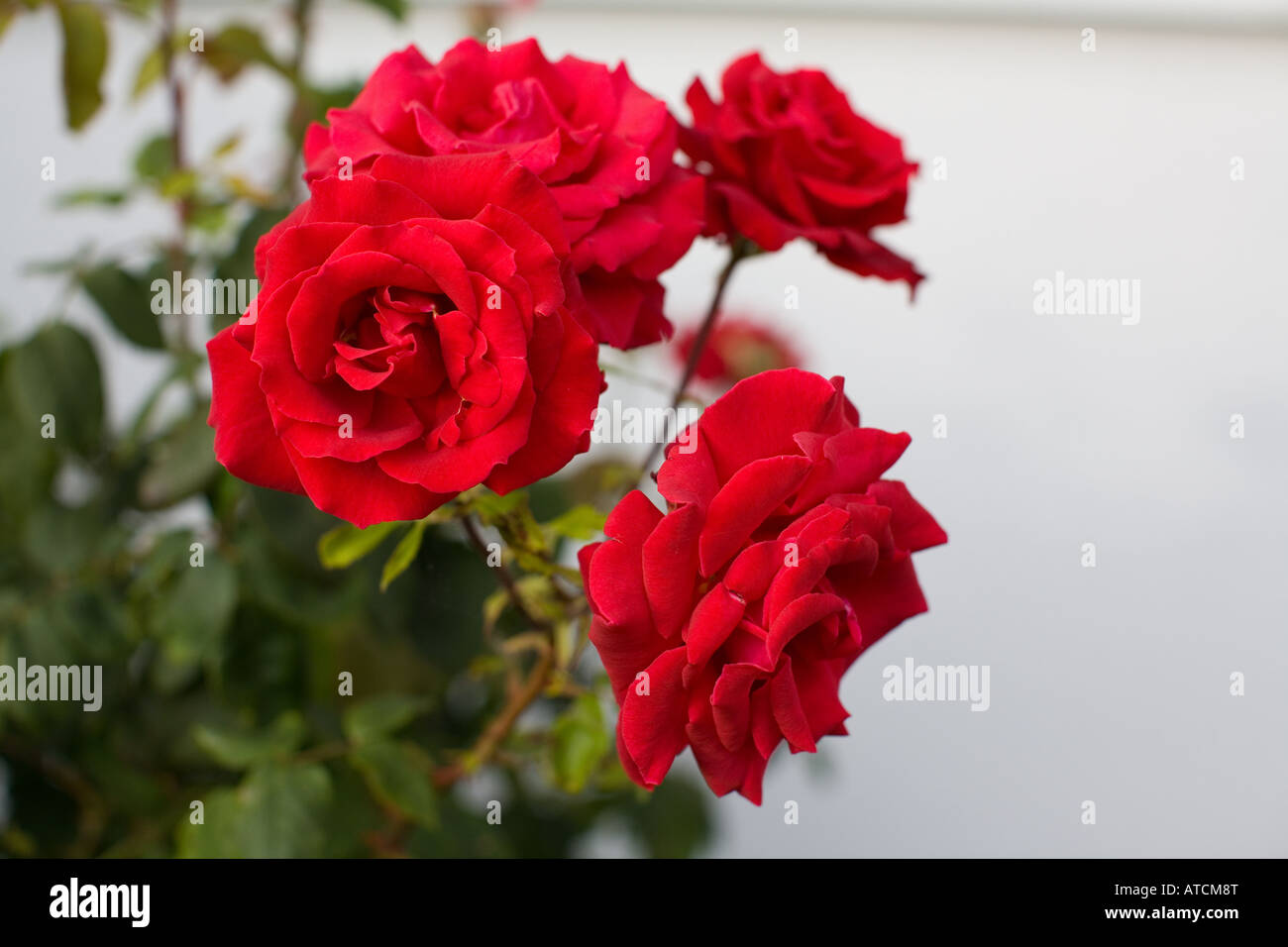 red roses in the garden Stock Photo - Alamy