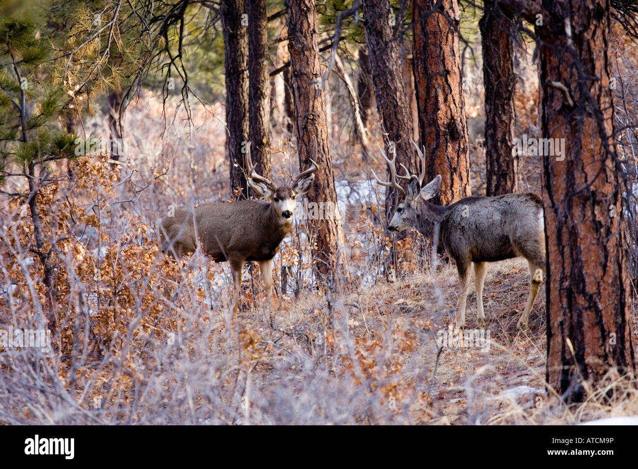 Mule Deer in the Woods Stock Photo - Alamy