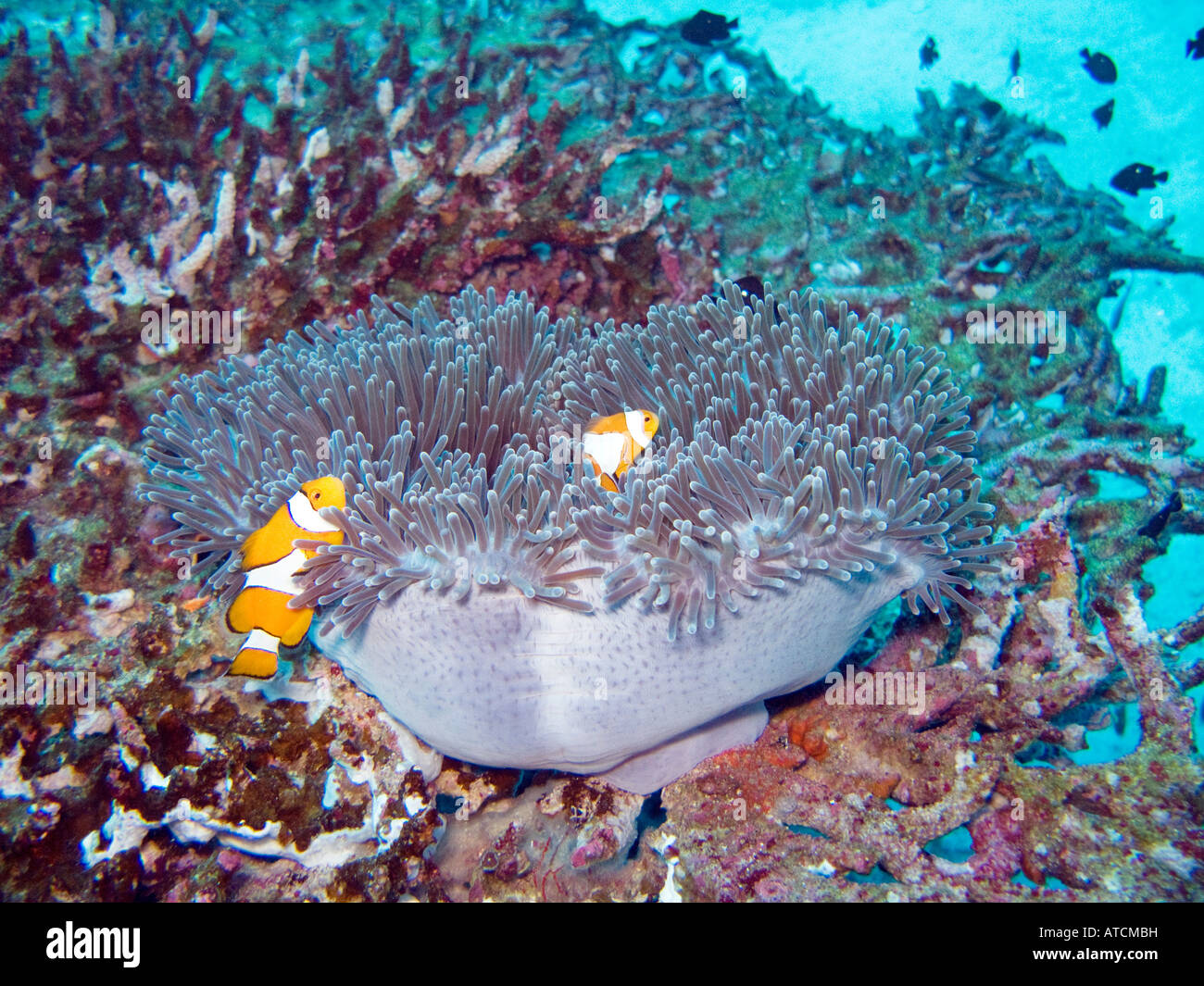 Magnificent sea anemone, Heteractis magnifica, with false clown ...