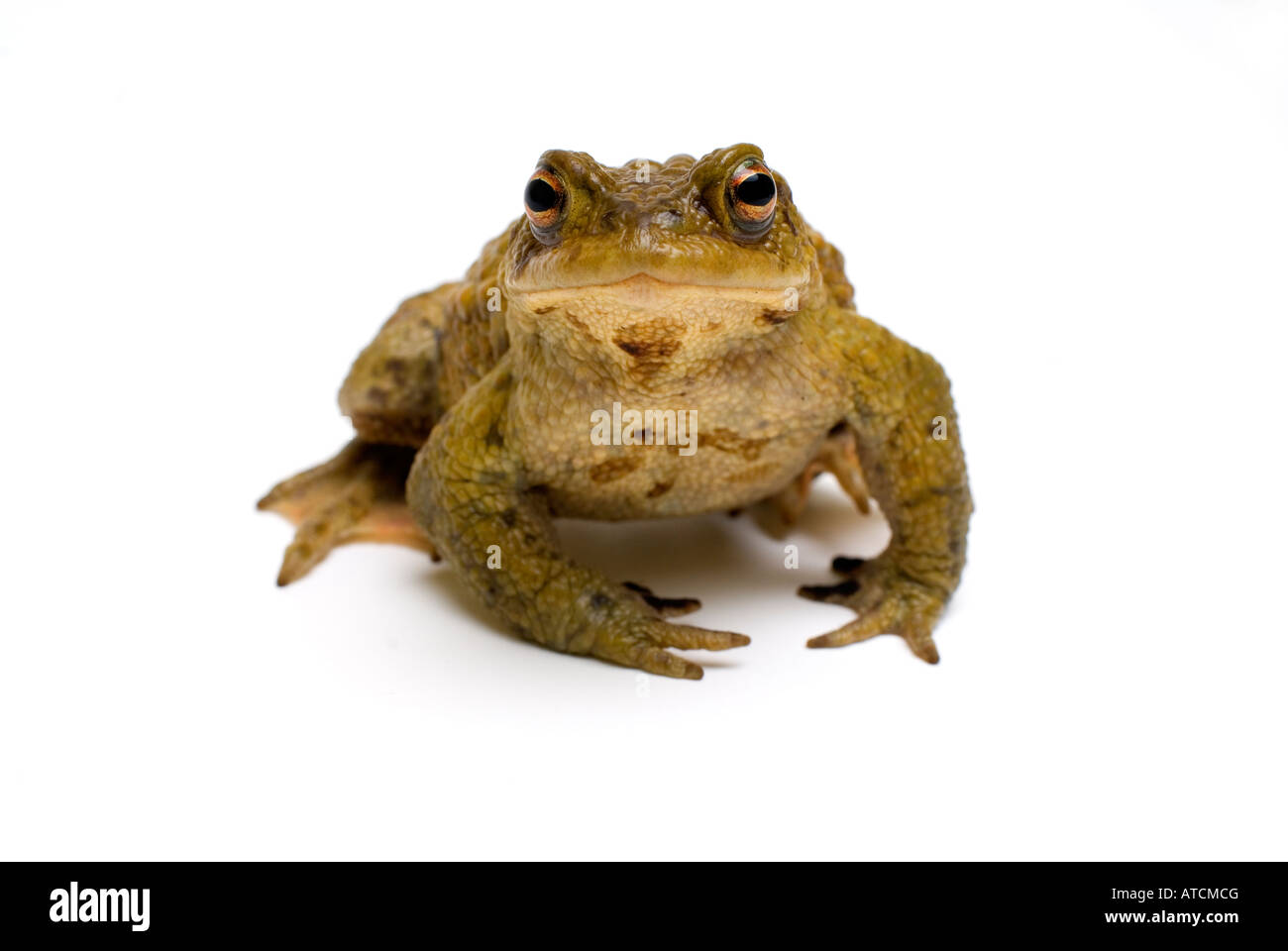 COMMON TOAD Bufo bufo Stock Photo - Alamy