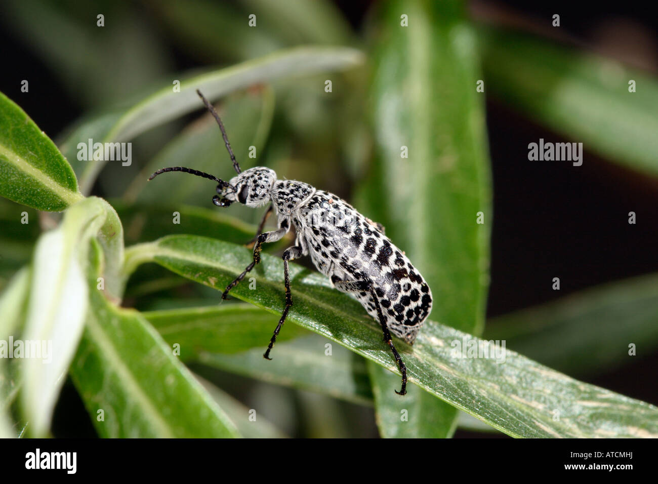 Andersoni hi-res stock photography and images - Alamy