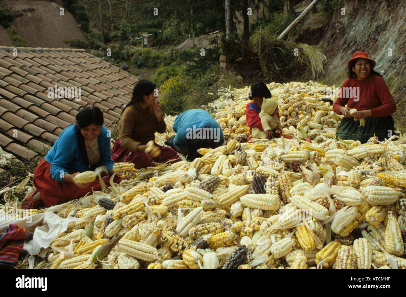 A group of Quechua Indians harvesting their colourful maize harvest ...