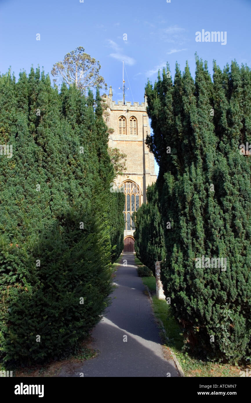 Yew trees, All Saints Church, Martock, Somerset Stock Photo - Alamy