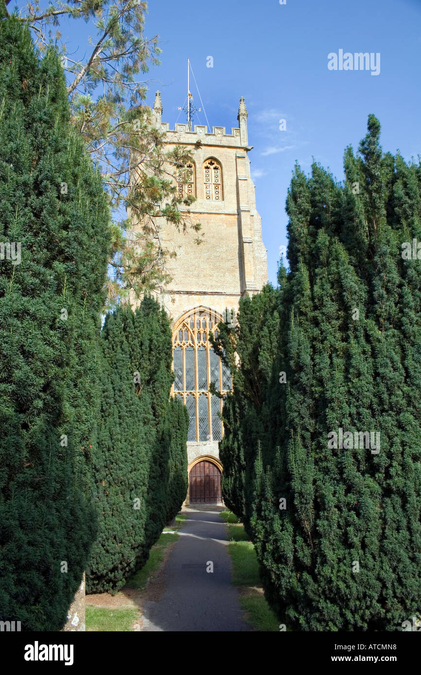 Yew trees, All Saints Church, Martock, Somerset Stock Photo - Alamy