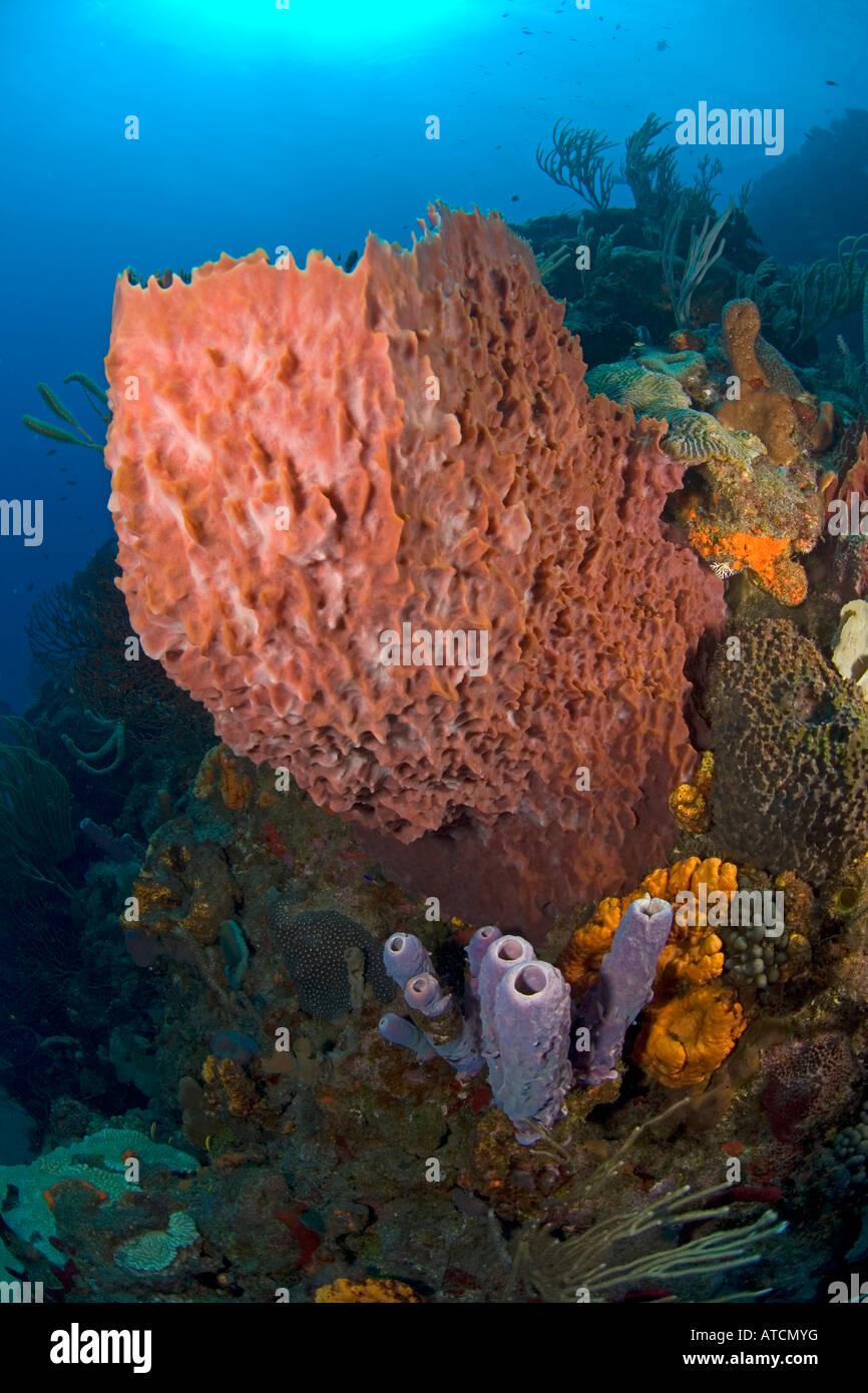 Saba Coral reef, underwater, sponge, coral reef, tropical reef, ocean ...
