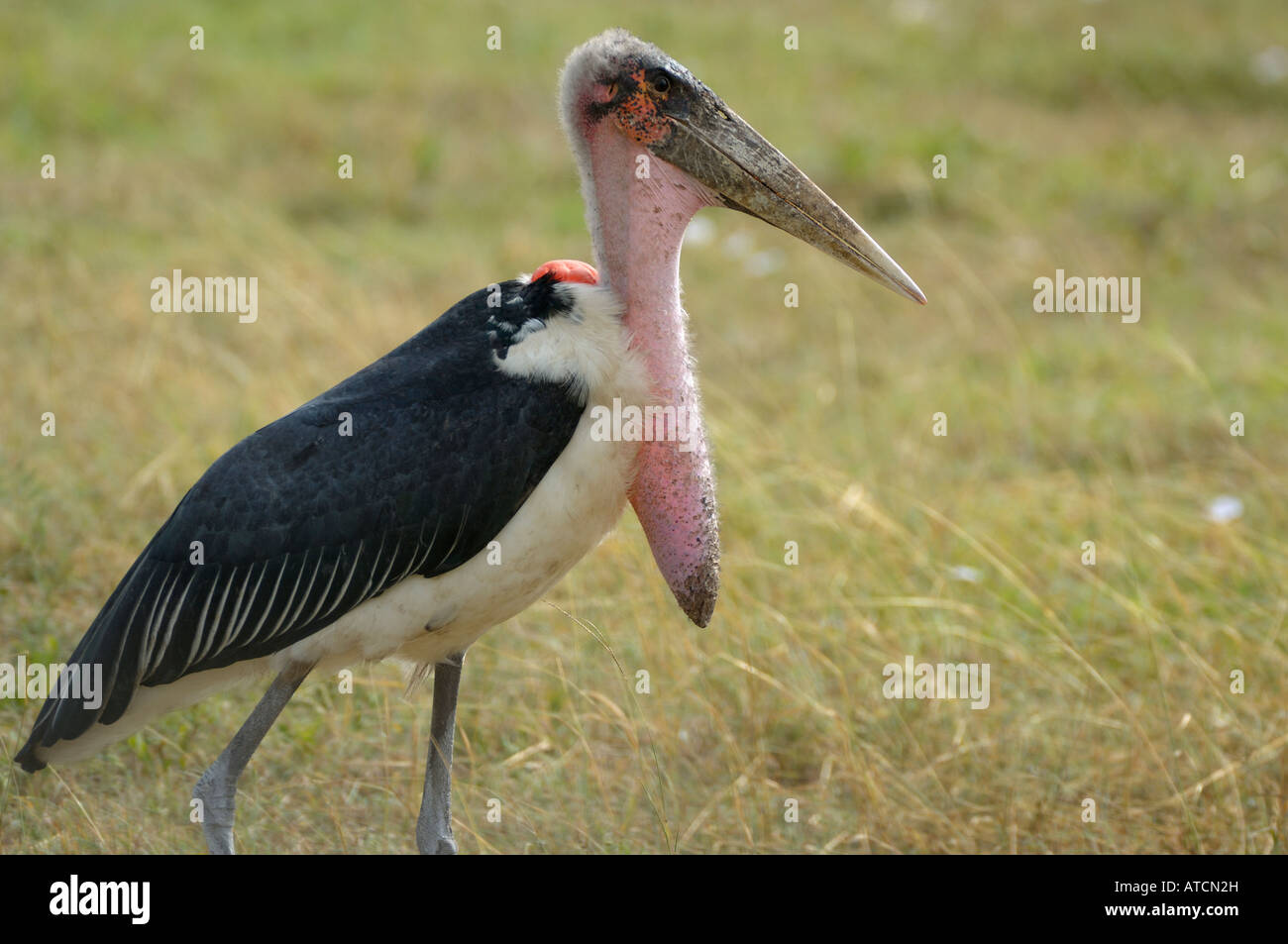 Maraboe hi-res stock photography and images - Alamy
