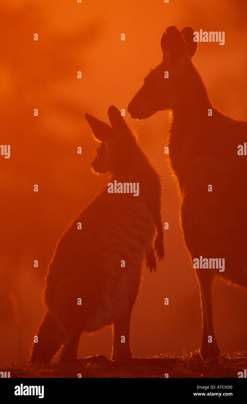 Eastern Grey Kangaroos (Macropus giganteus), Female and Joey in sunset, Australia Stock Photo ...