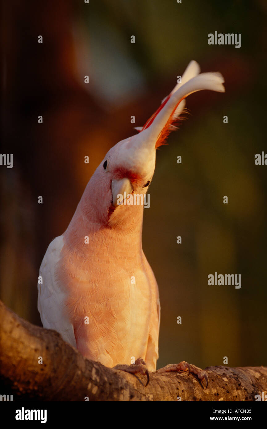 Pink Cockatoo (cacatua leadbeateri)Australian cockatoo Stock Photo - Alamy