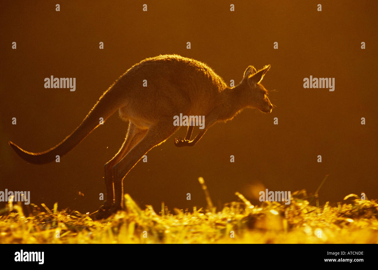 Australian marsupials adaptation to movement hi-res stock photography ...