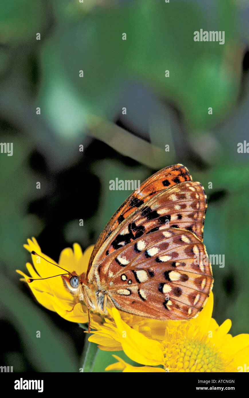 Hydaspe fritillary butterfly hi-res stock photography and images - Alamy