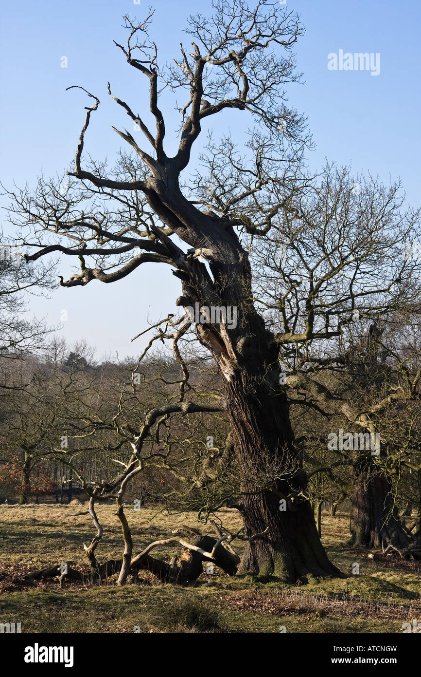 Ancient oak trees, Calke Abbey Park, Derbyshire, England, UK Stock ...