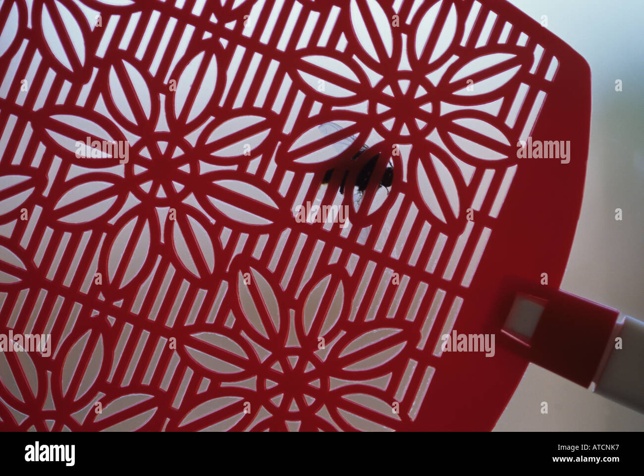 Fly squished against window by a red fly swatter Stock Photo - Alamy