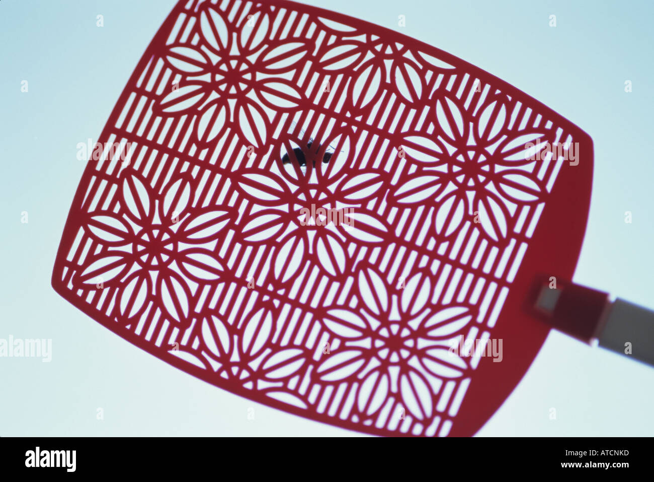 Fly squished against window by a red fly swatter Stock Photo - Alamy