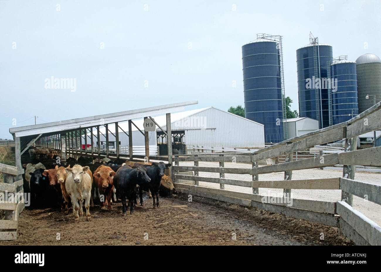 Beef cattle in feed Lot USA Stock Photo - Alamy