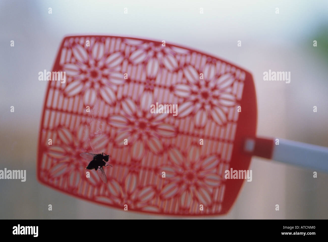 Fly squished against window by a red fly swatter Stock Photo - Alamy